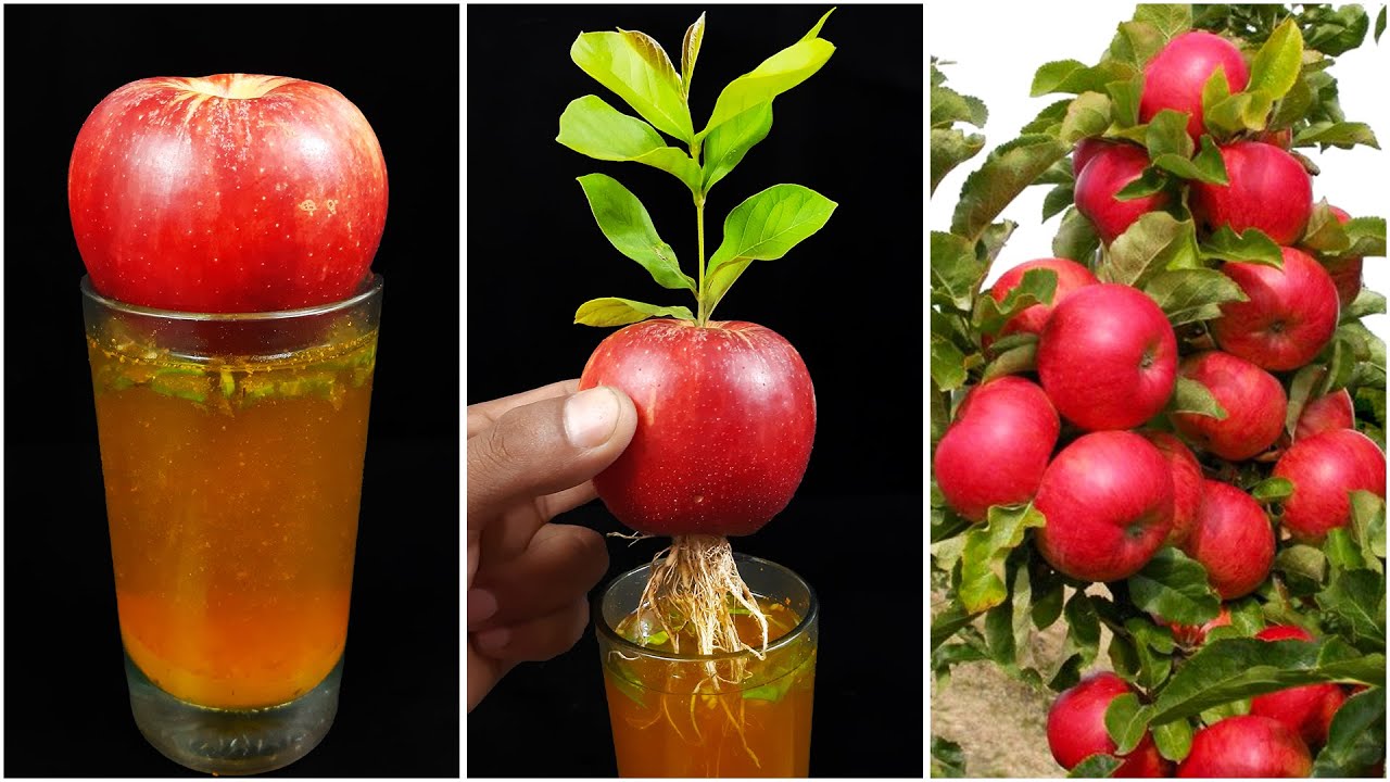 Amazing way to grow apple plant at home from fruit || The best method ...