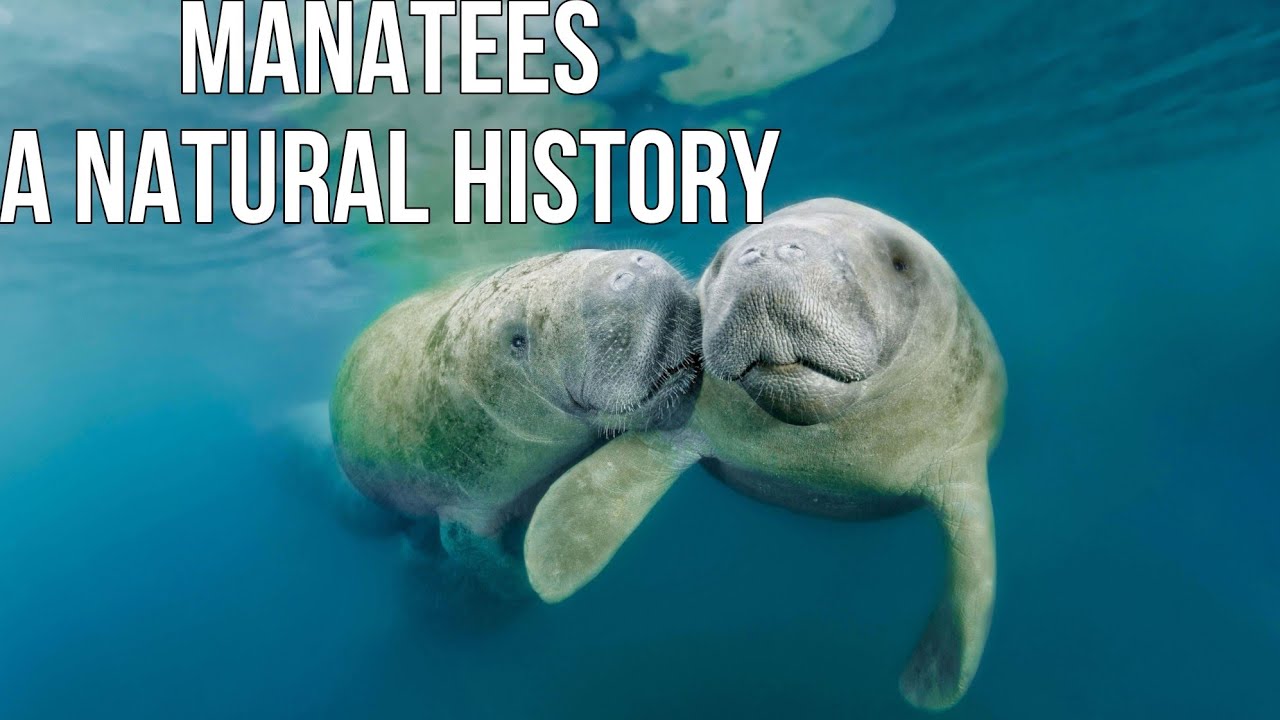 Manatees; A Natural History (Biology Anatomy and Species - YouTube