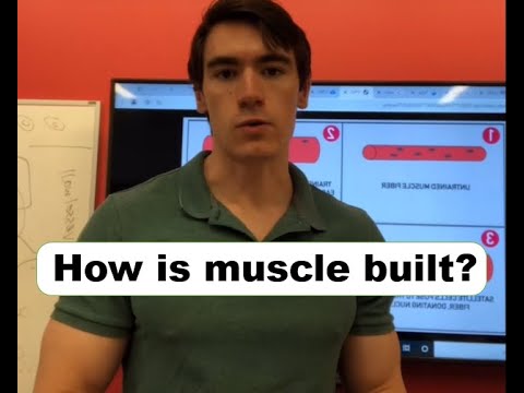 The Science Behind Muscle Growth - YouTube
