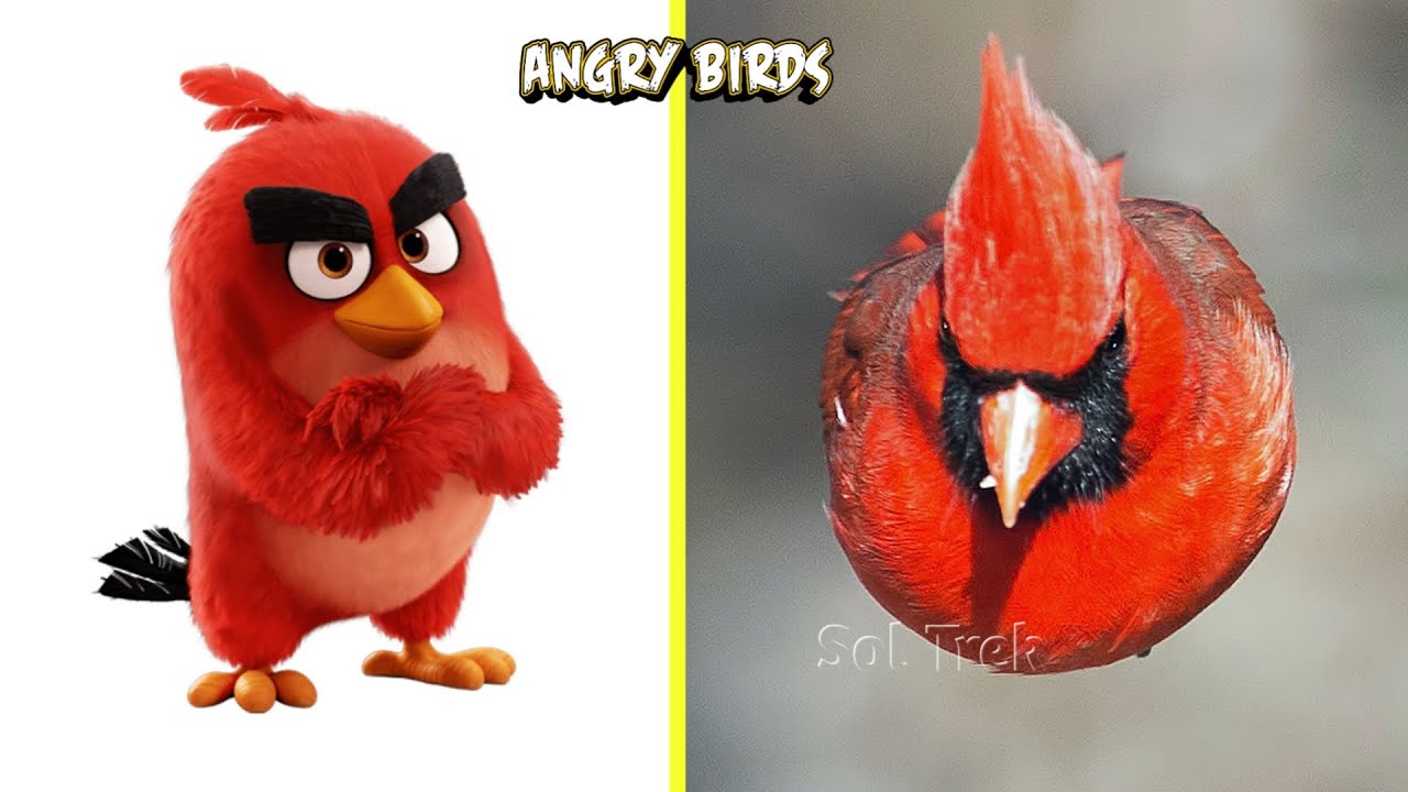 Real Life Angry Bird
