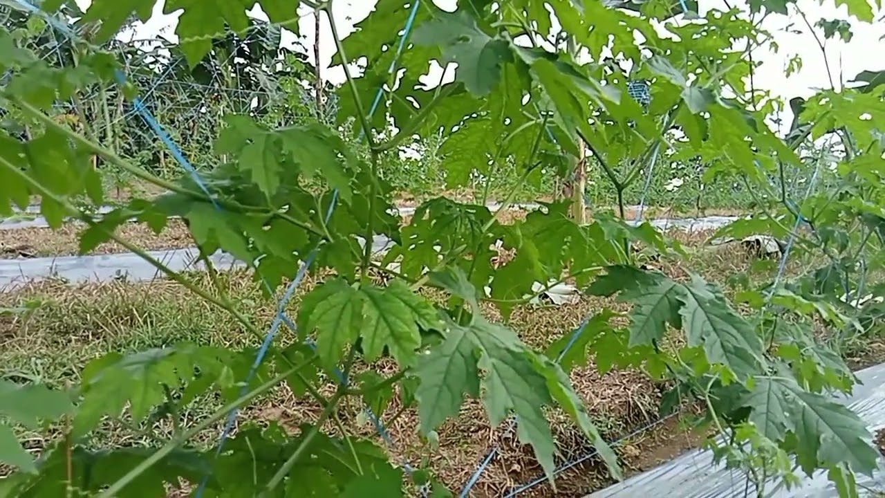TIPS SA PAG ABUNO NG AMPALAYA....PAANO KAMI MAG ABUNO NANG NAKA PLASTIC ...