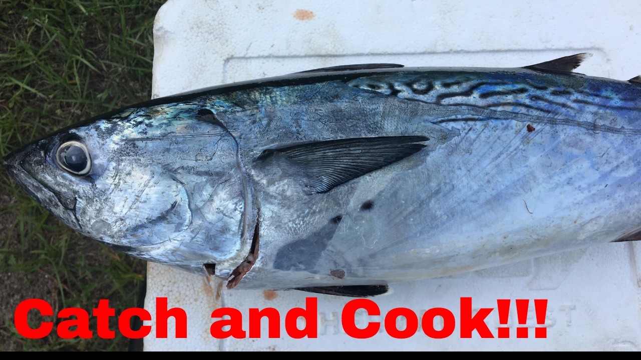 Catch and Cook: How to EAT a Bonito !! (can you eat it?) - YouTube