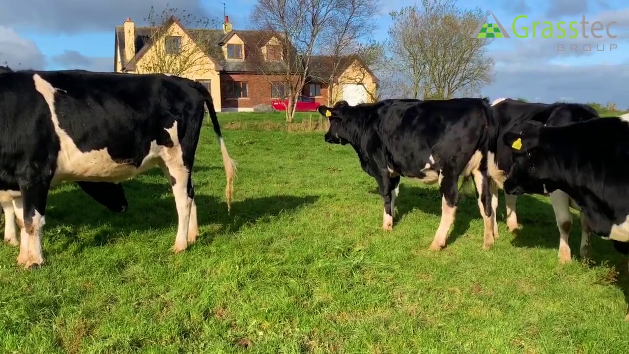 10 British/Irish Friesian In Calf Heifers - YouTube