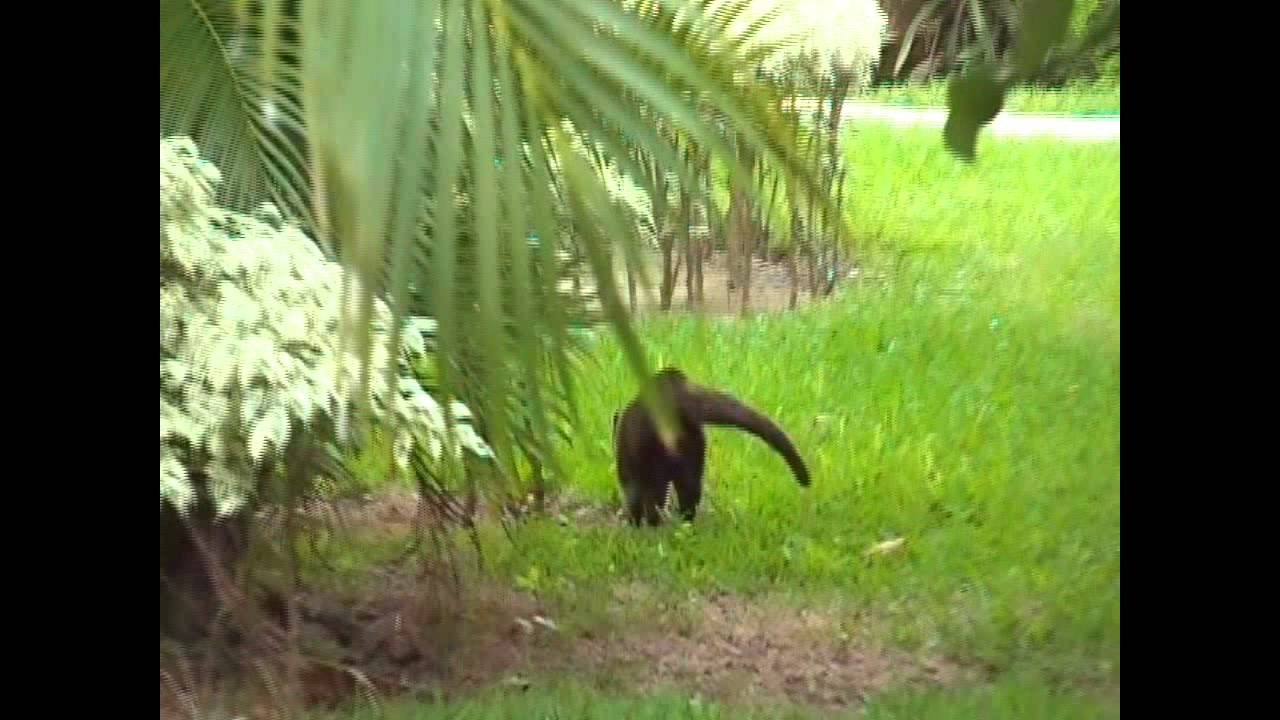 Coatimundi at NOW Sapphire Resort, Cancun, Mexico - YouTube