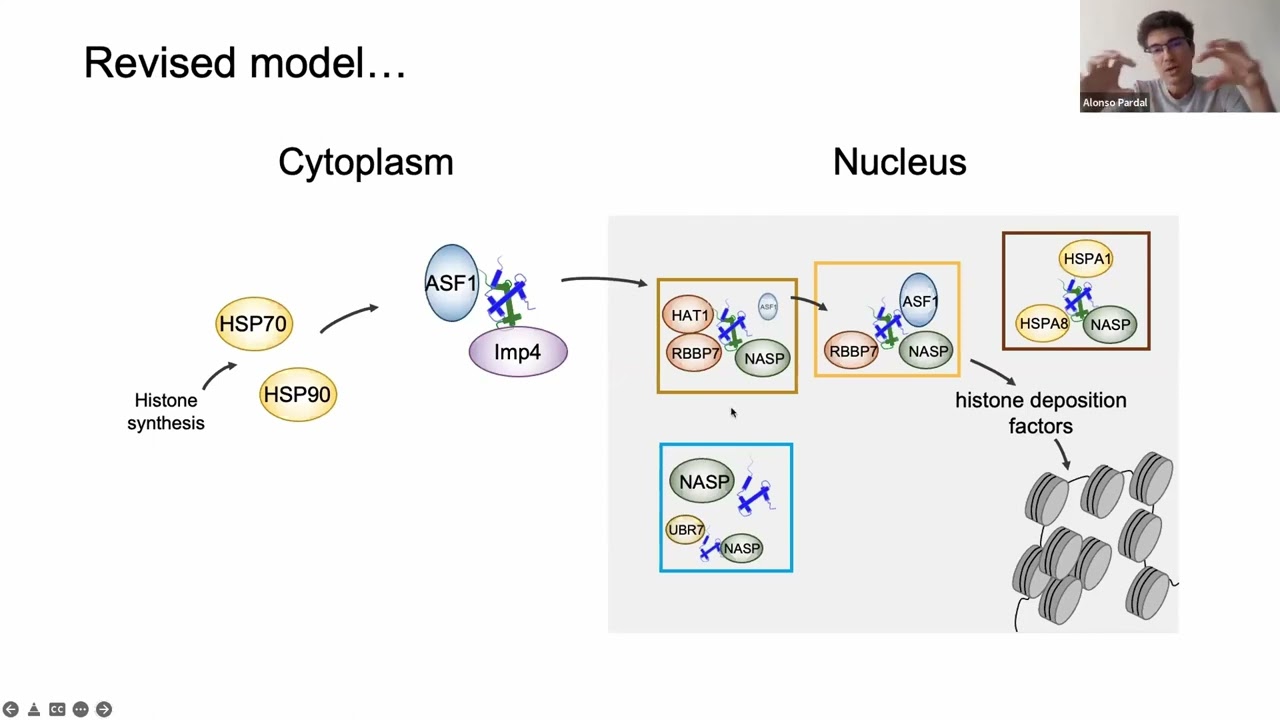 Alonso Pardal: Nuclear transport, chaperoning and folding of histones ...