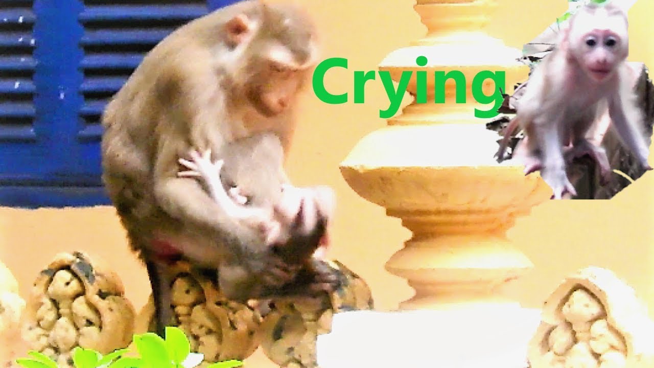 Ah God Help Baby!, Poor Baby Monkey Mario Is Beaten by His Craziest ...