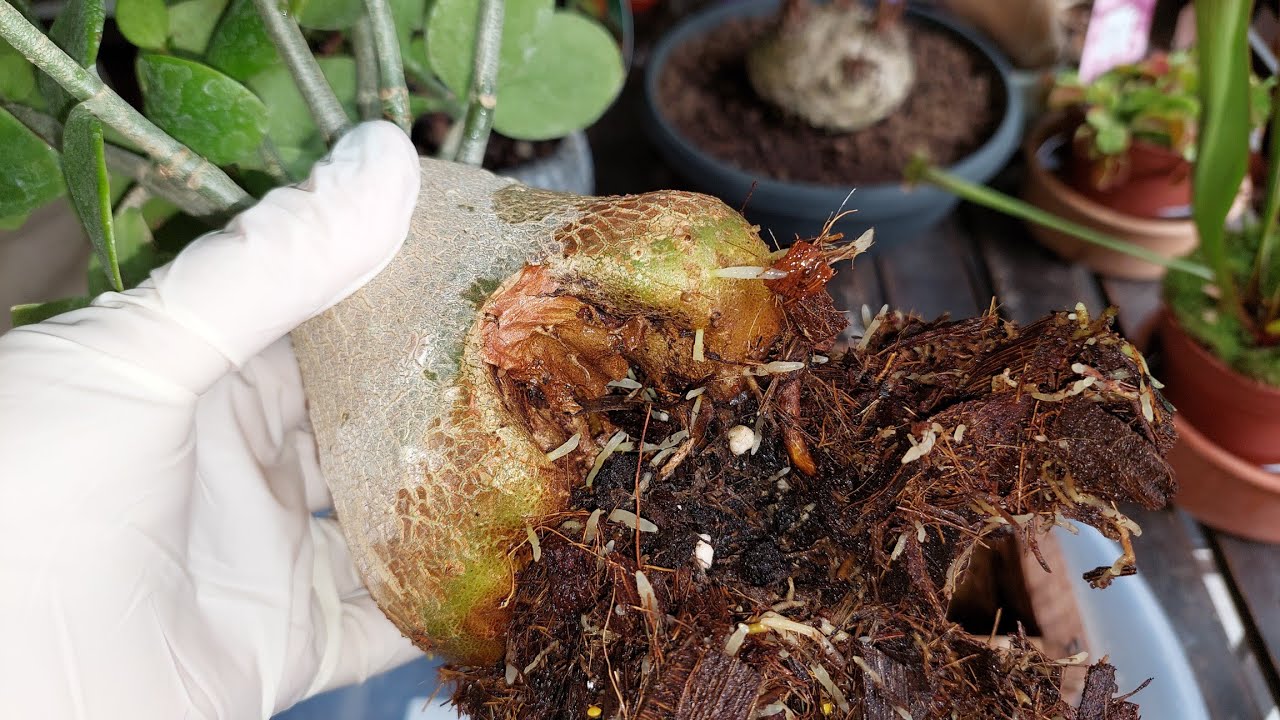 Myrmecodia tuberosa-Пересадка Муравейника 🤪😂 - YouTube