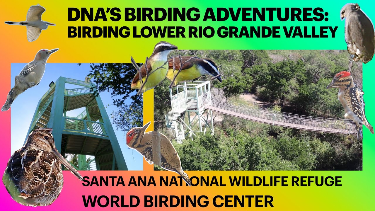 Birding Santa Ana National Wildlife Refuge WORLD BIRDING CENTER in the ...