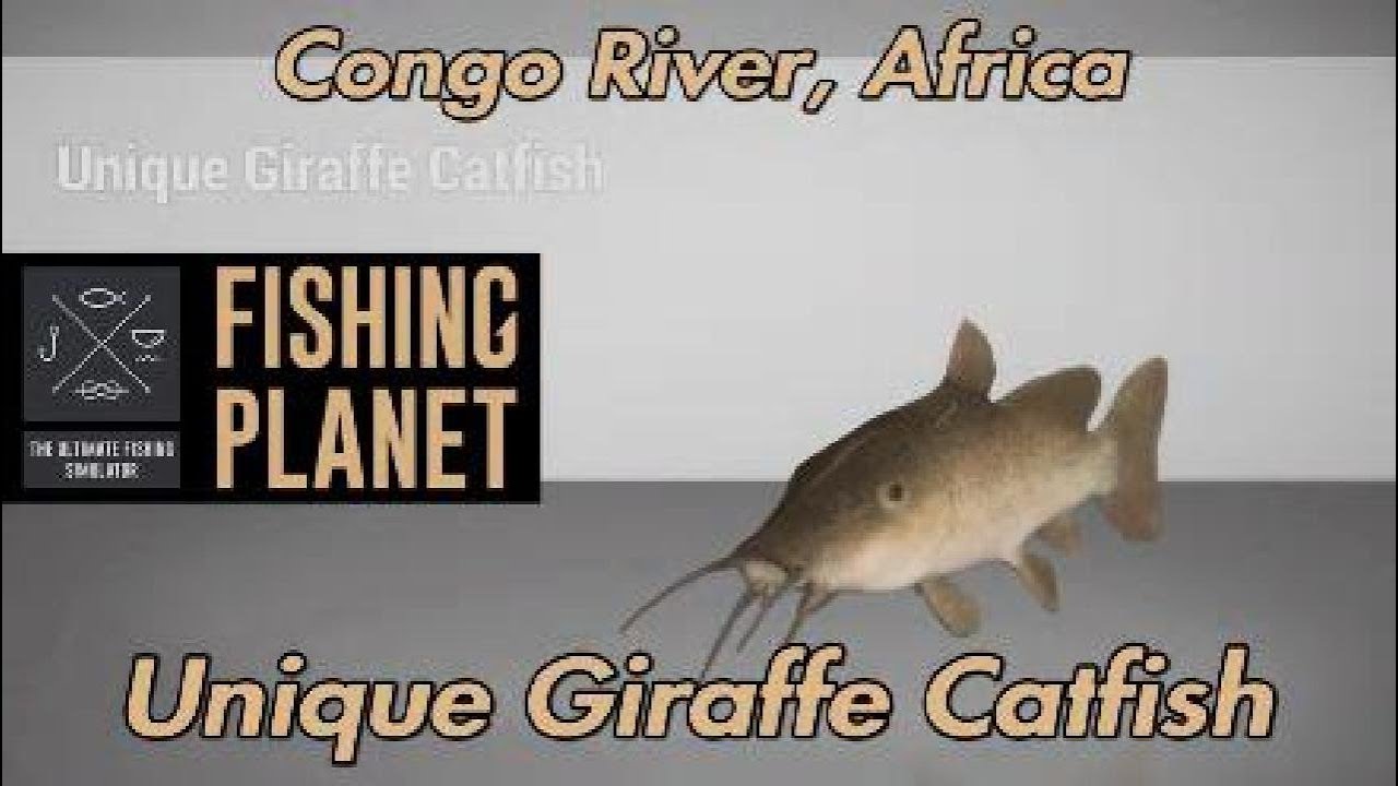 Fishing Planet Unique Giraffe Catfish Congo River Africa - YouTube