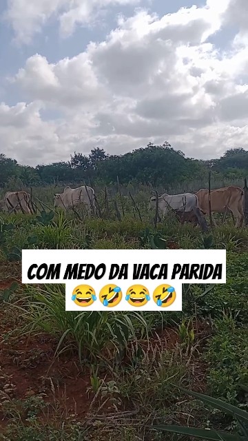 Medo da vaca parida #vida na roça #funny #comédia - YouTube