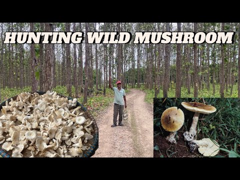 Wild Mushroom Hunt In Forest Nepal | जंगाली च्युआ खोजको नेपाल झापा ...