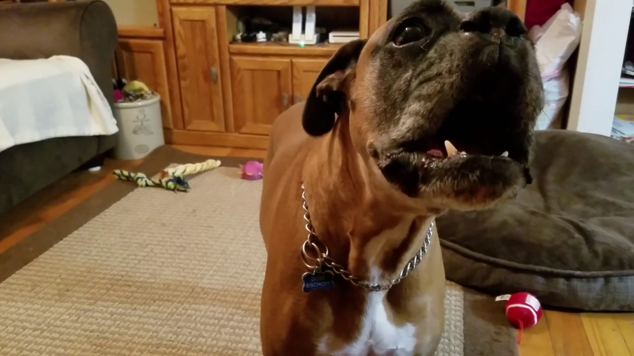 Duke the Talking Dog 6 - YouTube