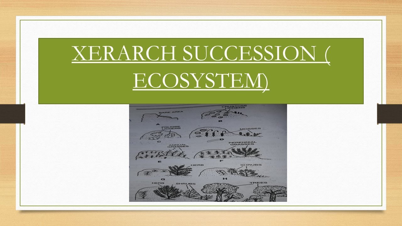 Xerarch succession/ ecosystem 7 - YouTube