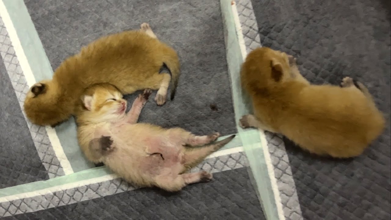 3 cute newborn kittens are sleeping beside each other - YouTube