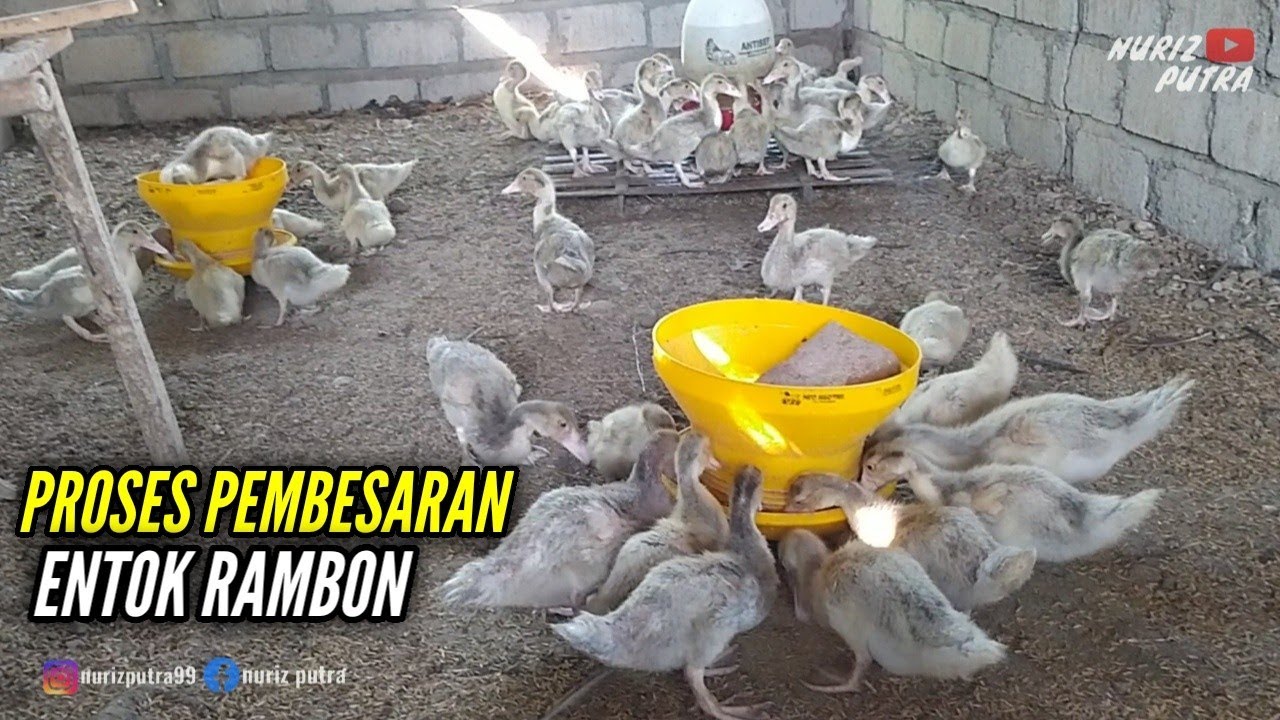 PROSES PEMBESARAN ENTOK RAMBON - YouTube
