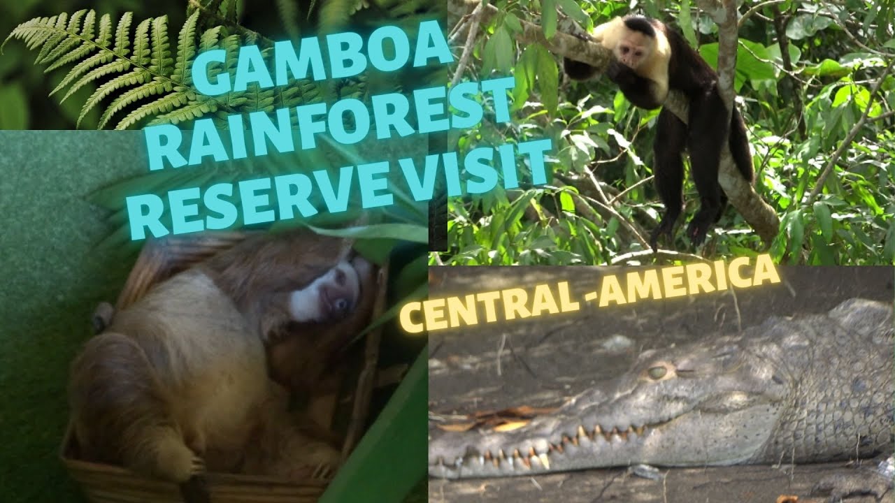 Gamboa Rainforest Reserve, Panama Central America! - YouTube