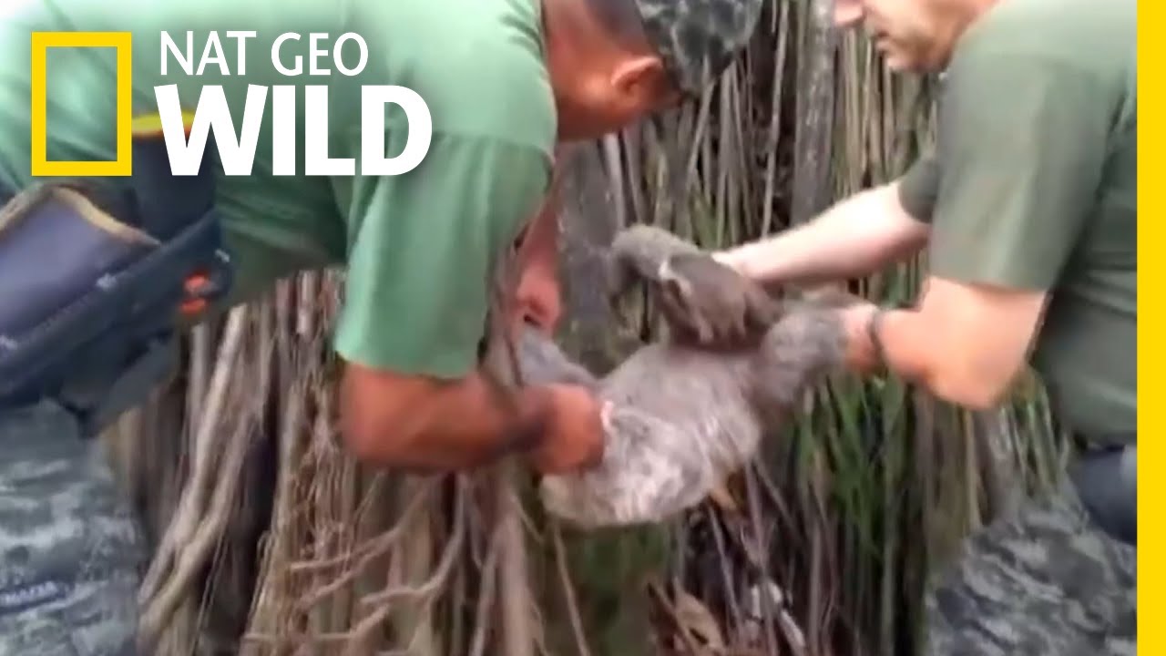 Sloth Saved from Train Track and Released to Brazilian Rainforest | Nat ...