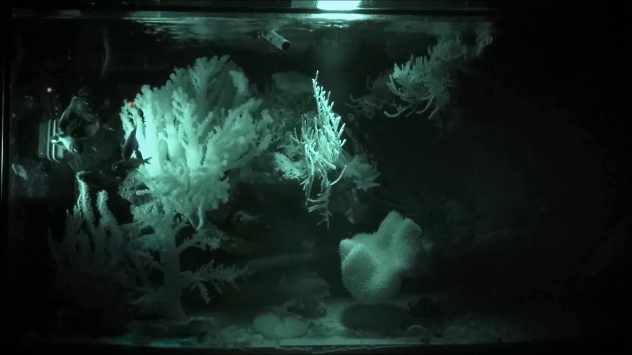 Visual tuning in the flashlight fish Anomalops katoptron to detect blue ...