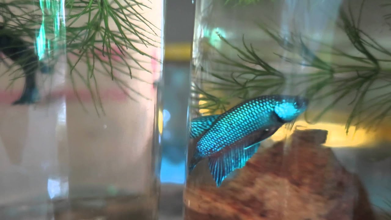 Betta Stiktos 2015 Mar. - YouTube
