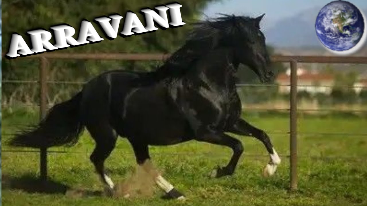 TOP Beautiful Arravani Horse in the World! - YouTube
