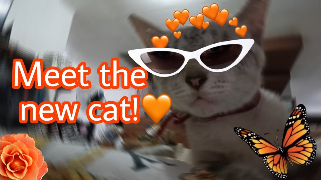 Meet Shami l the new cat l Beaux Animaux - YouTube