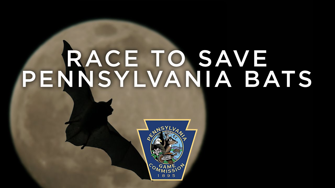 Race to Save Pennsylvania Bats - YouTube
