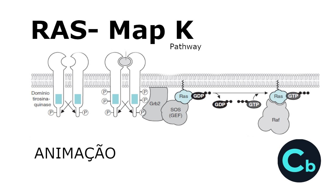 Ras Map kinase animação- Transdução de sinal #bioquímica - YouTube