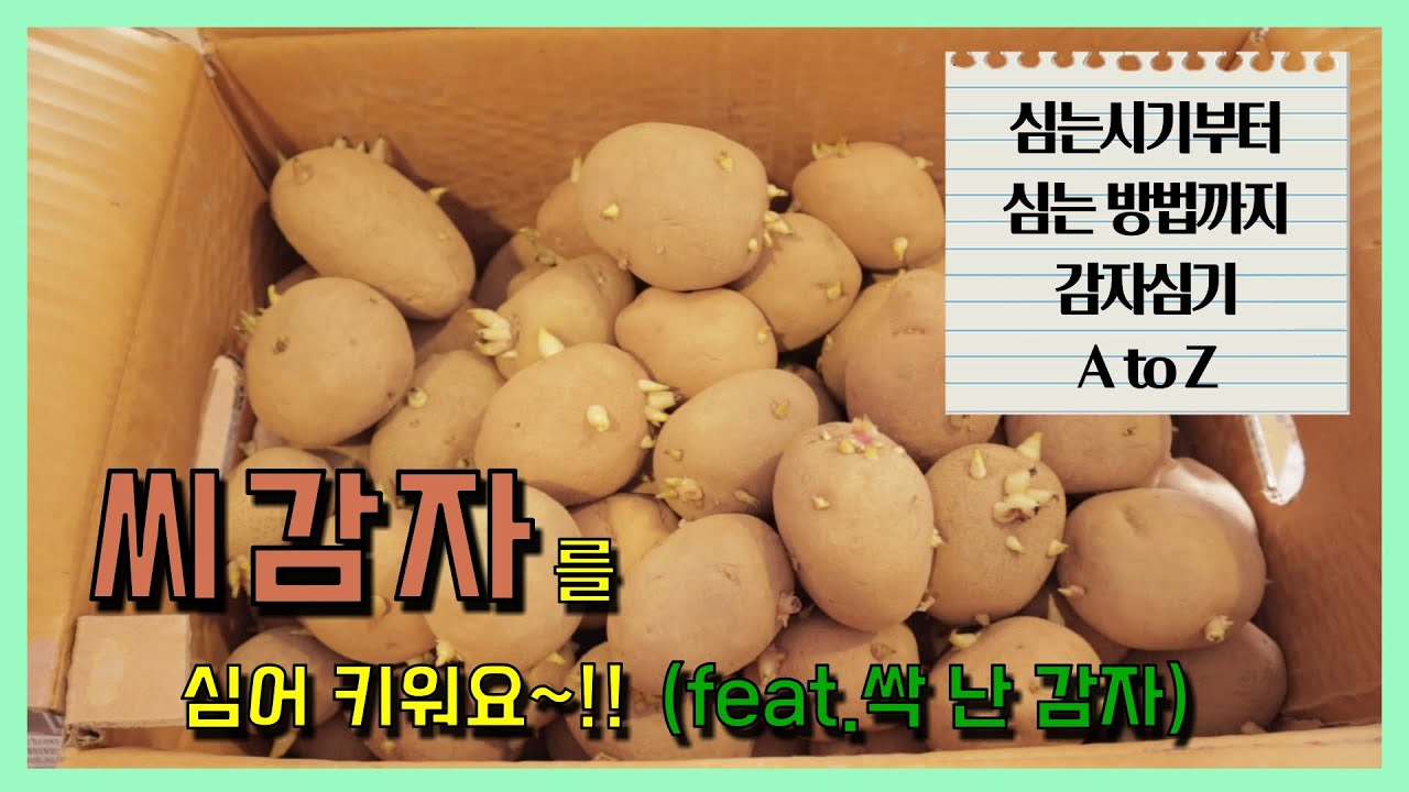 감자 키우기 Part 1 감자를 심어 키워요~feat먹다 남은 싹 난 감자심는 시기와 방법 Youtube