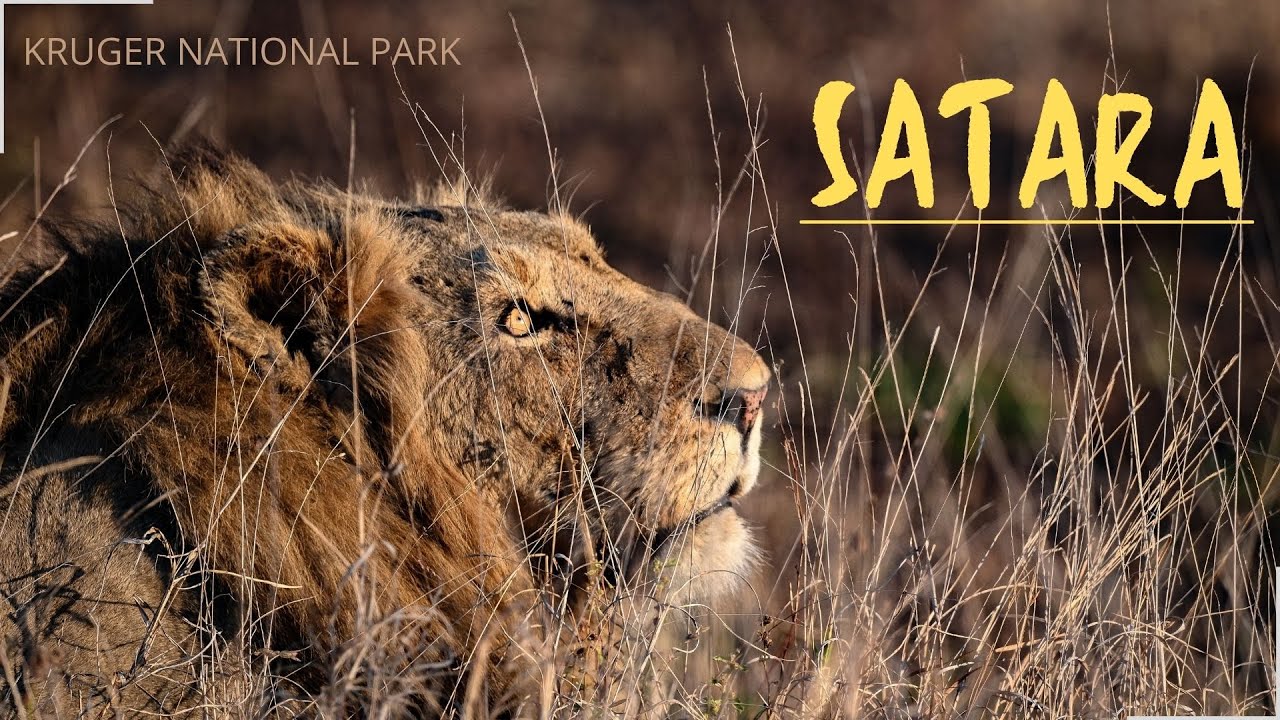 Kruger National Park: North to South: Satara to Phabeni Gate: My ...