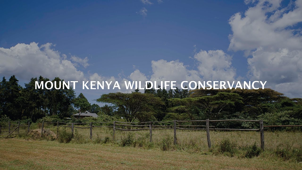 Mount Kenya Wildlife Conservancy Experience - YouTube