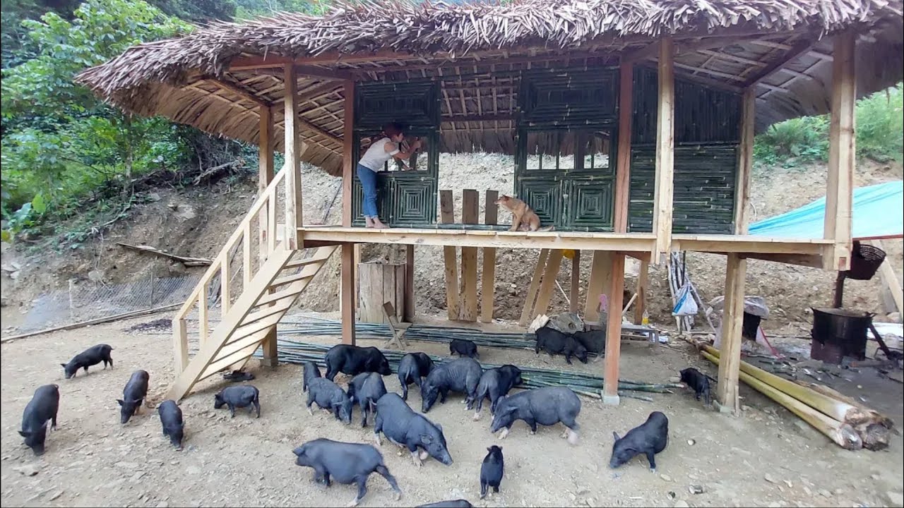 Full Video: 260 Days Daily Life in the farm pig - How to building life ...