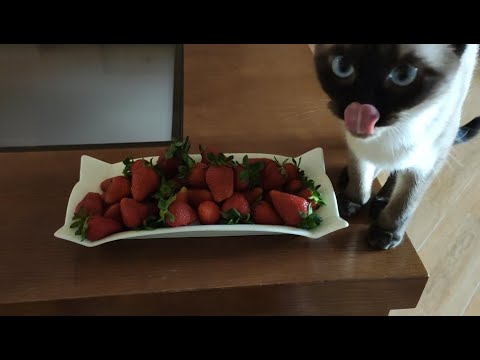 Strawberry Cat Forever: 🍓 Alpha The Siamese Cat eating a strawberry ...
