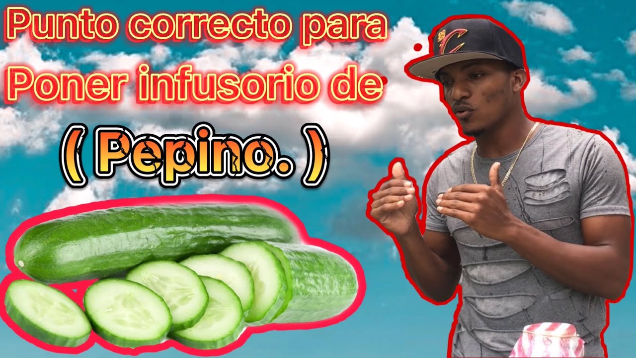 Como hacer infusorio de pepino para las crías de betas - YouTube