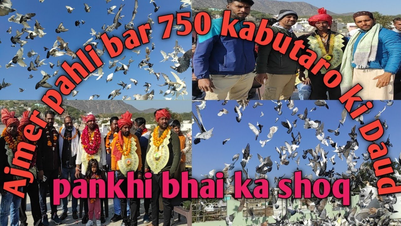pankhi bhai (pankaj) ka 750 kabutaro ki Daud || Ajmer me pahli bar 750 ...
