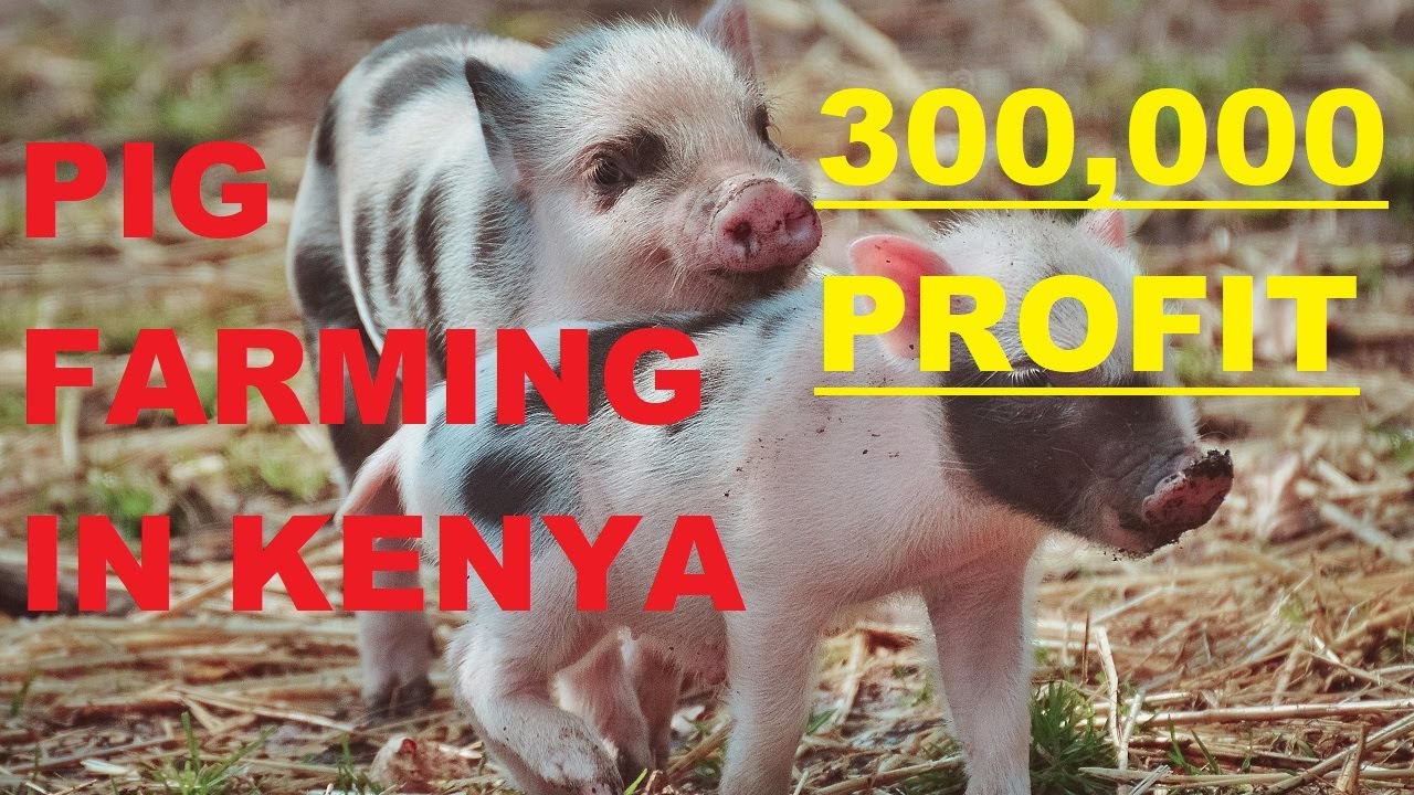 Starting a Profitable Pig Farm in Kenya: Complete Guide & Budget ...