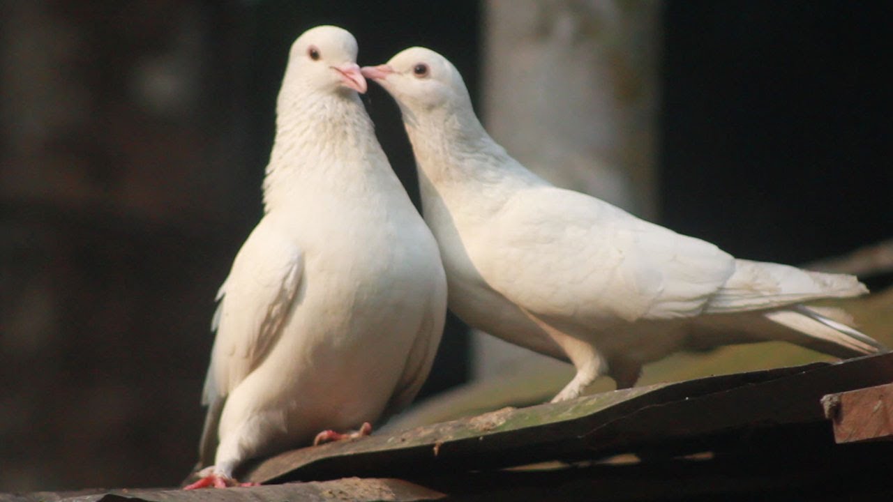 How Clever Is This Pigeon | Kobutar | Mukhi Pigeon | Pigeon Racing ...