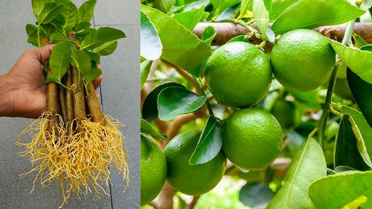 How to grow lemon tree from cuttings by new way - YouTube