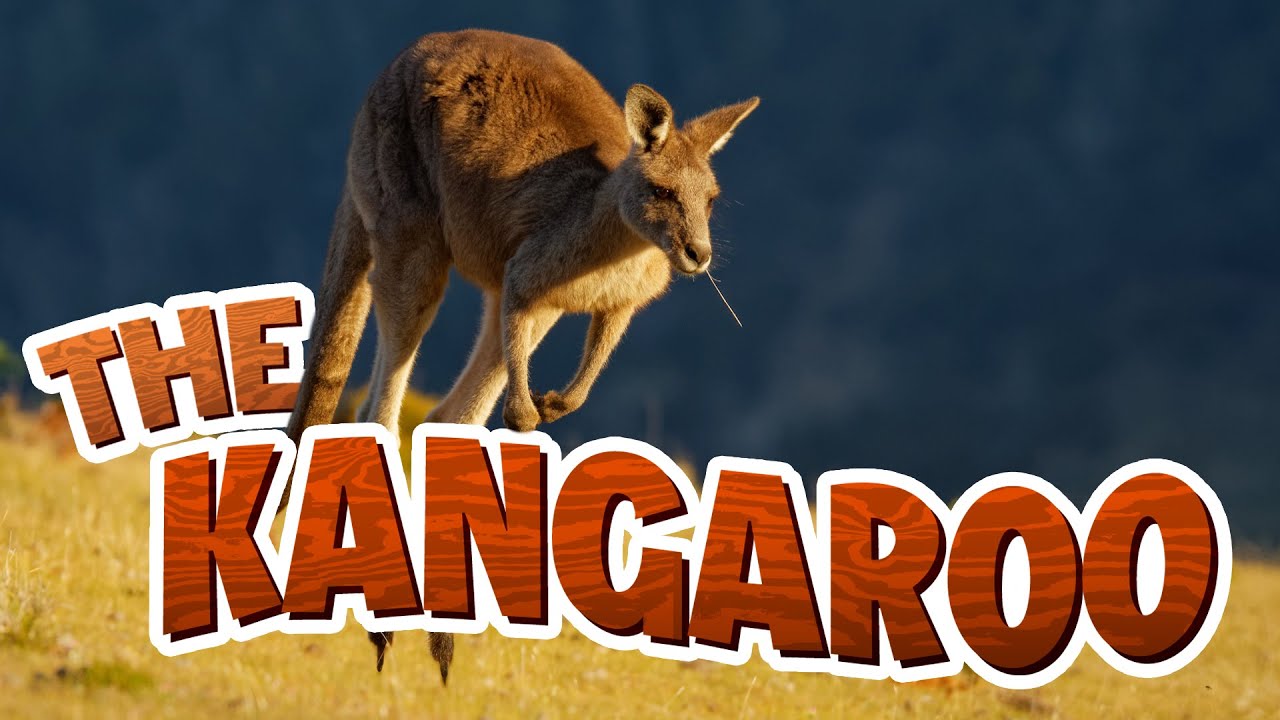 Animals of God's Great Zoo: The Kangaroo - YouTube