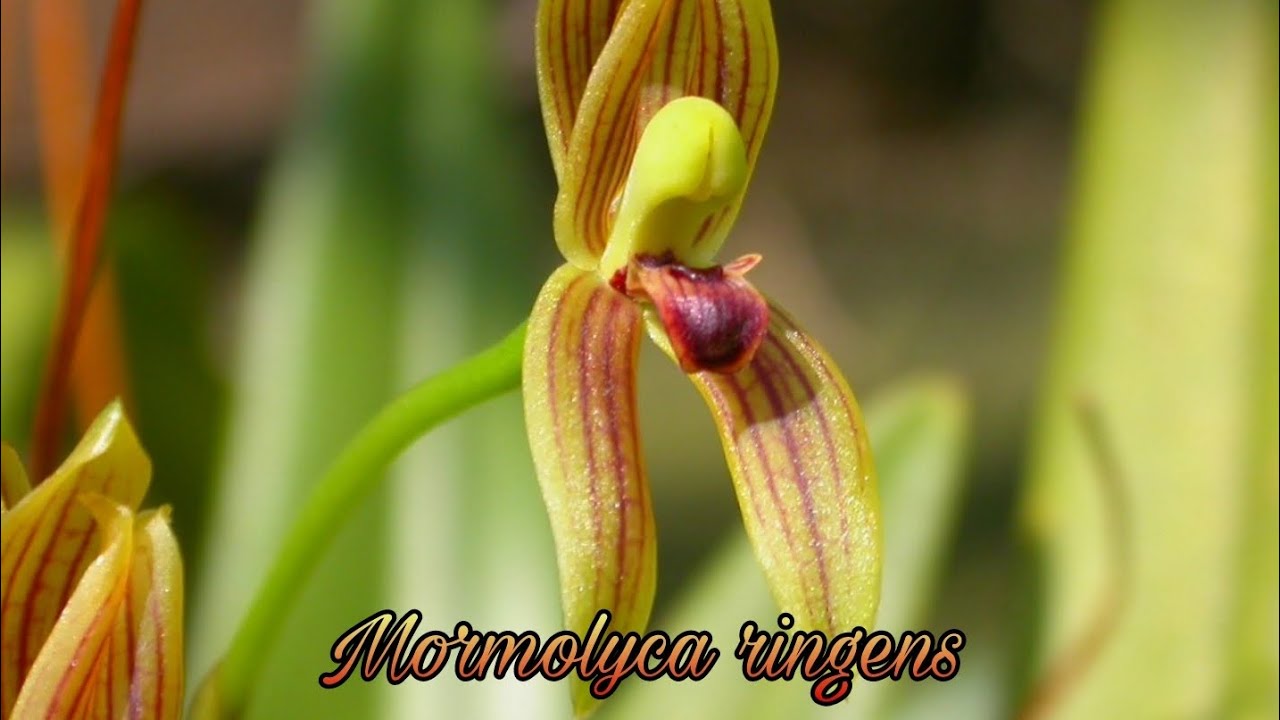 Como cultivar a Mini Orquídeas "Mormolyca ringens " - YouTube