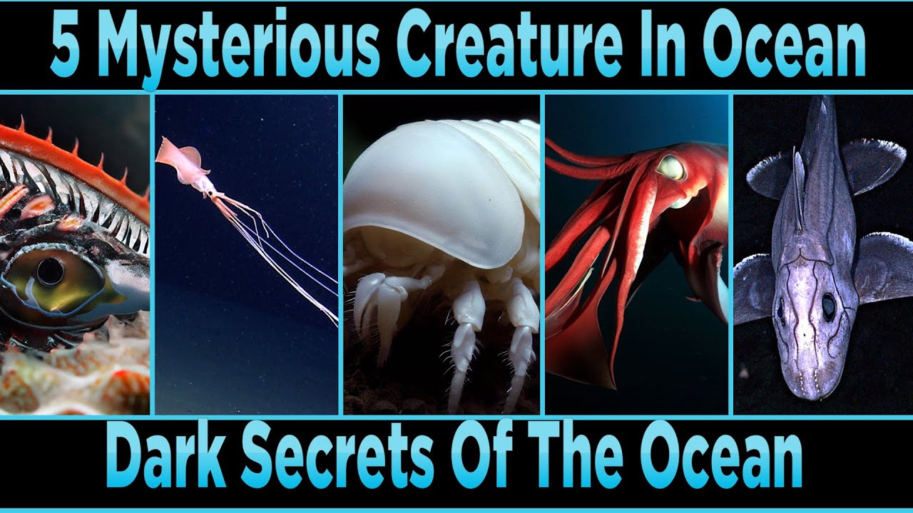 Exploring the Secrets of the Deep Ocean: 5 Enigmatic Creatures Revealed ...
