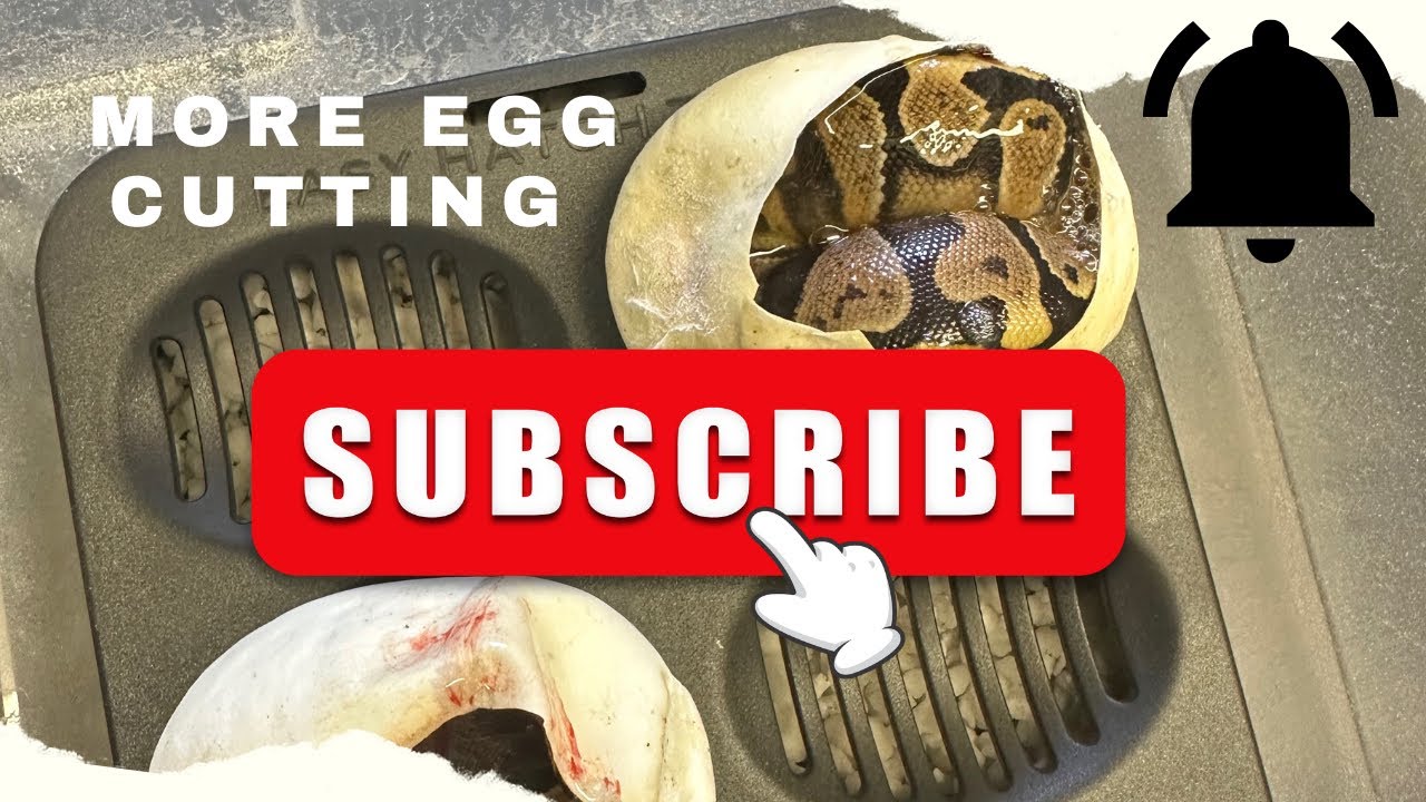 Cutting more Ball Python eggs - YouTube