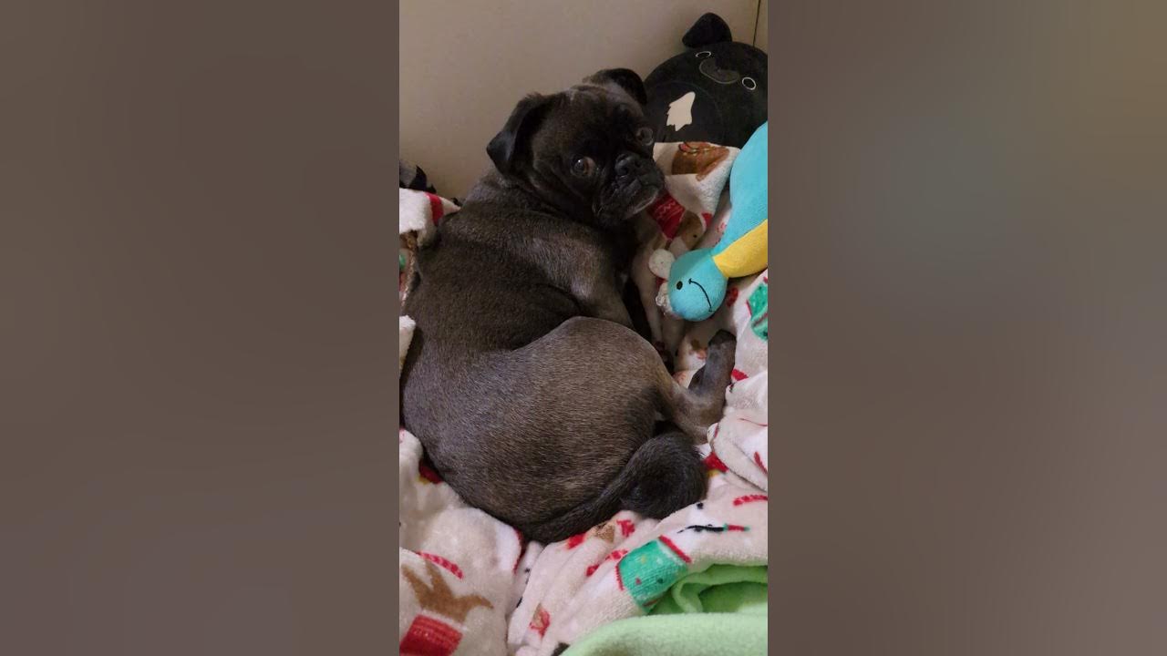 Gizmo the pug snuggles in her new bed. Cuddle pug. - YouTube