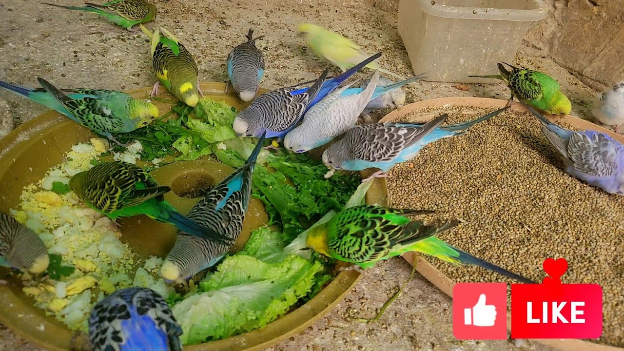 Funniest Reactions of parakeets When They Eat Lettuce with Boiled Eggs ...