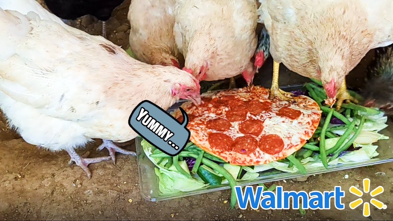 I Threw A Pizza Party For My Chickens! - YouTube