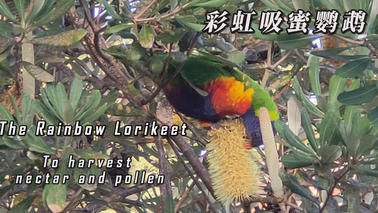 彩虹吸蜜鹦鹉; Rainbow Lorikeet Sucking Nectar - YouTube