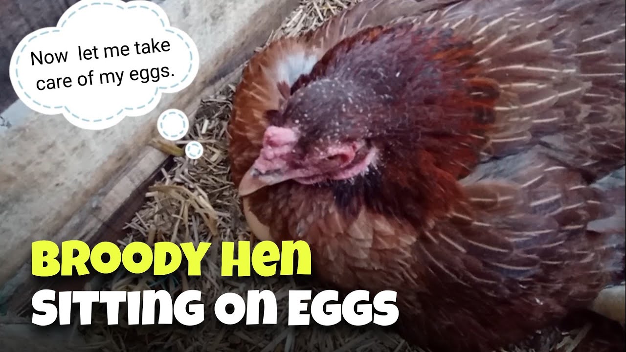 Backyard Chickens | Broody hen sitting on eggs - YouTube