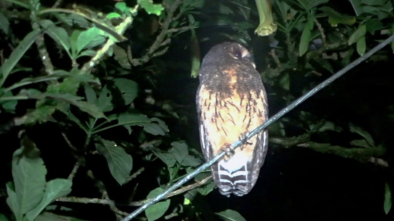 Birder - Búho Moteado - Mottled Owl (Strix Virgata) - Reserva del Río ...