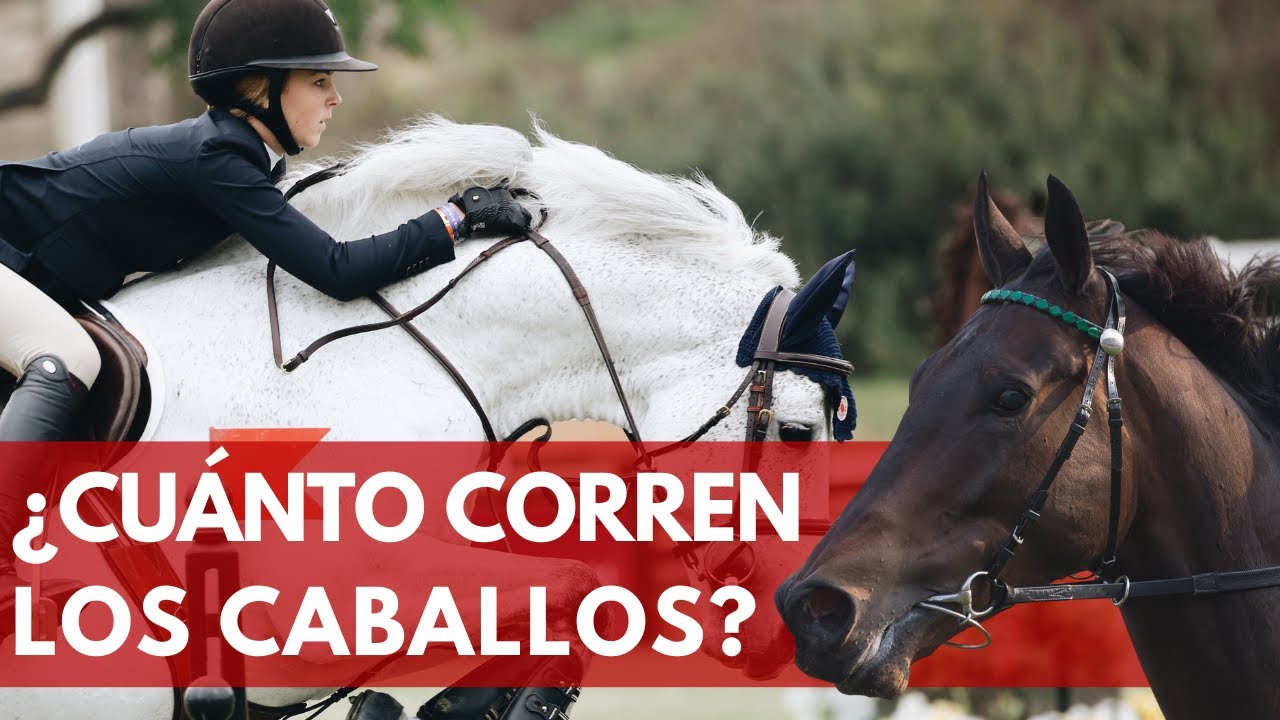 ¿Cuánto corren los caballos? Velocidad máxima de un caballo 🐴🏇 ...