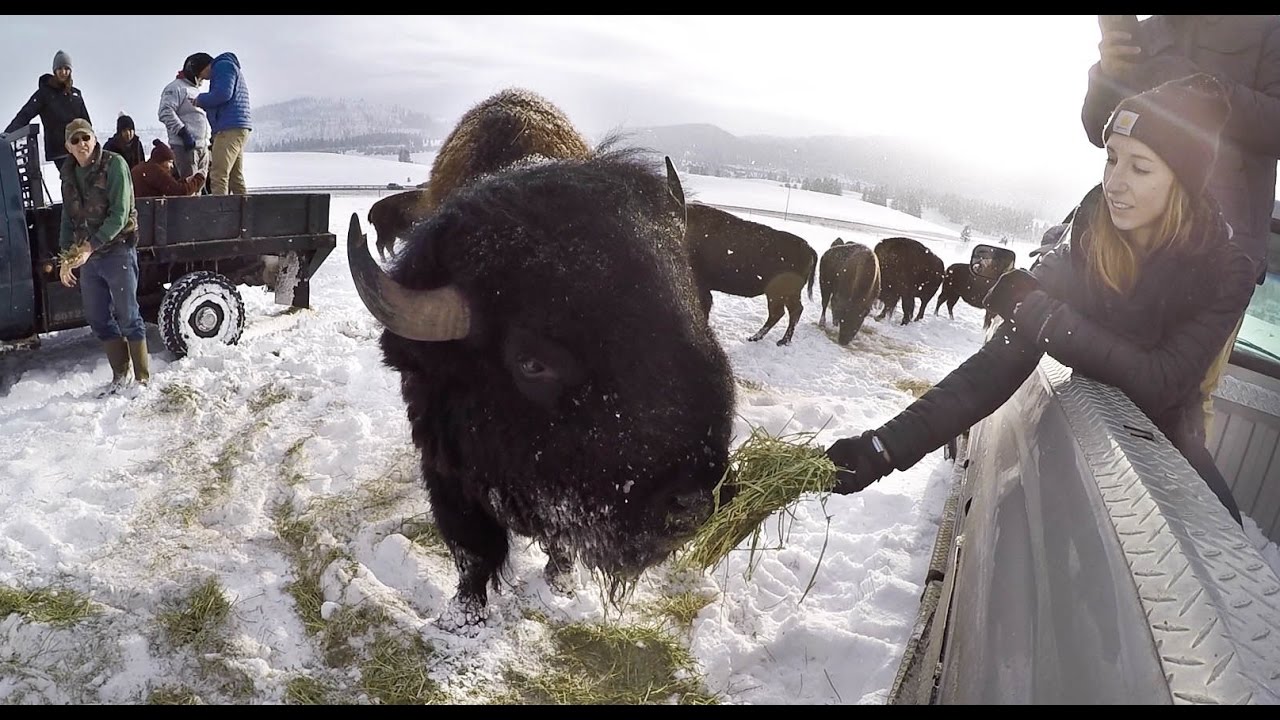 WILD BISON EAT FROM HER HAND - YouTube