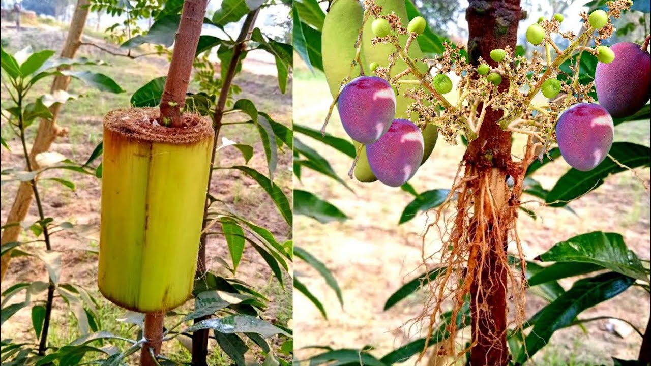 Unique Skill How To Mango Tree Airlayring In Banana Tree Trunk - YouTube